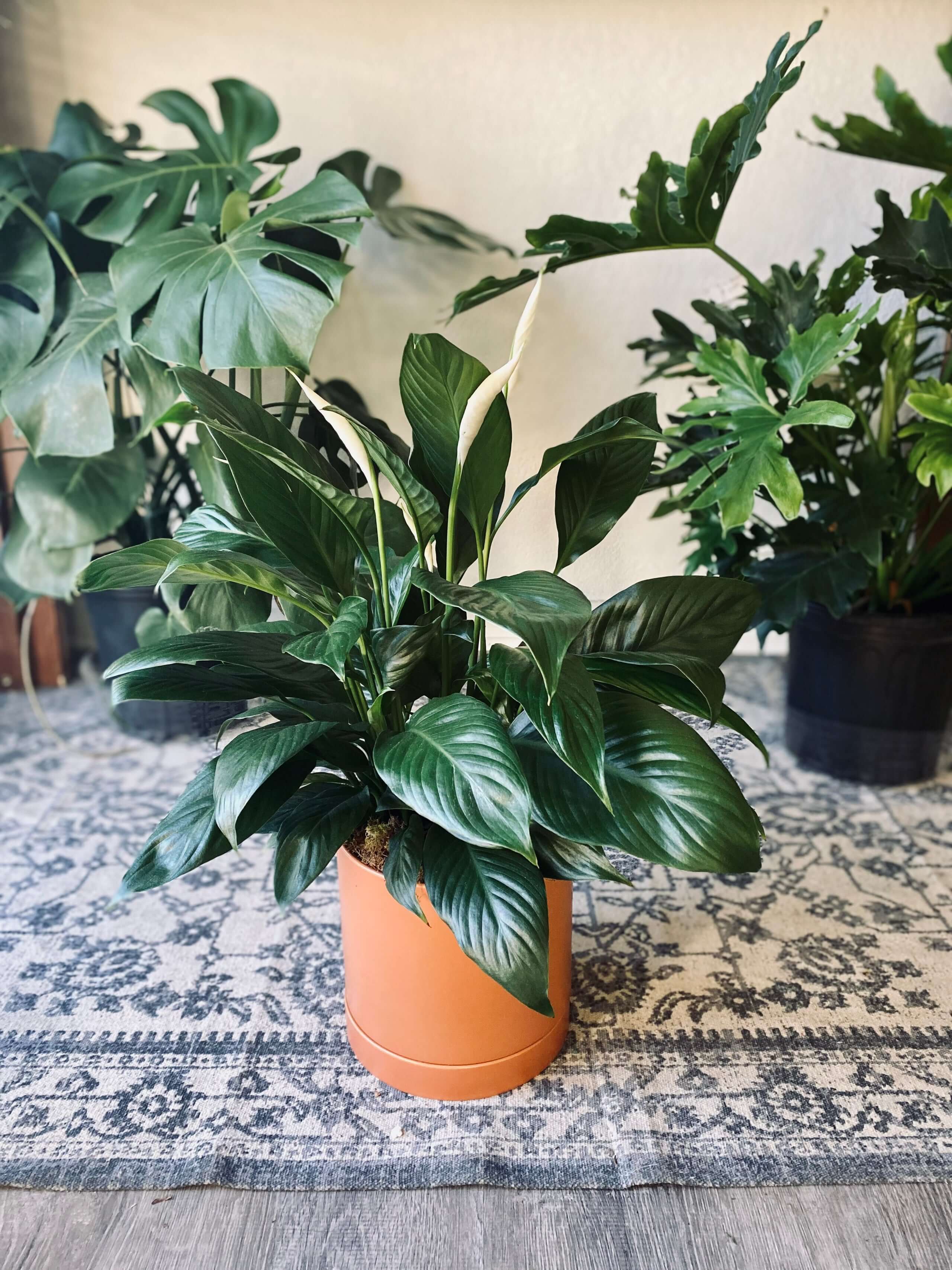 Unusual Flowers and Plants | Dahlia Floral Design